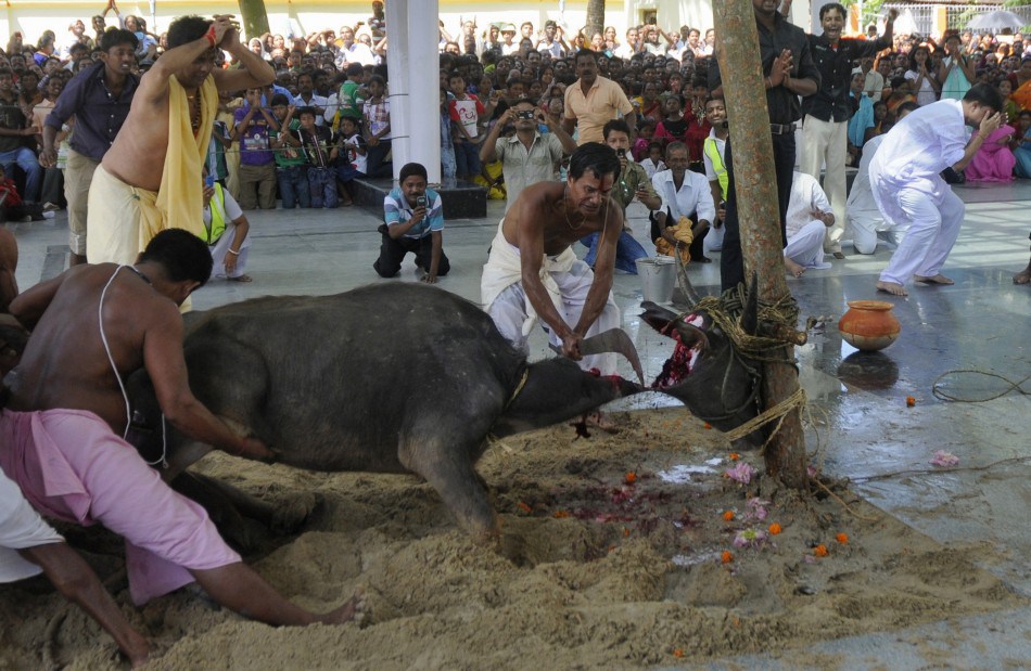 Animal Sacrifice Animal Sacrifice
