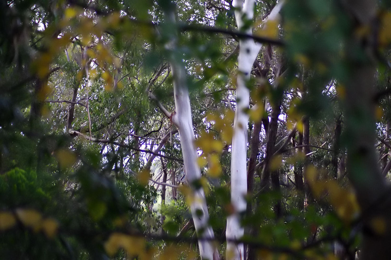 Eucalyptus Forest Tangle