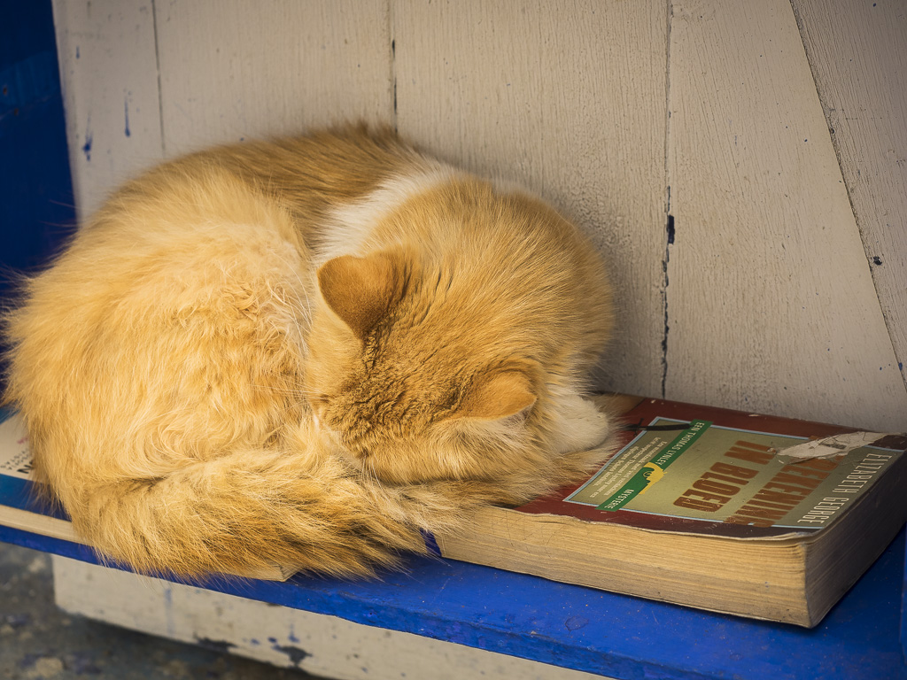 Happy Cat, Snoozy Cat.
