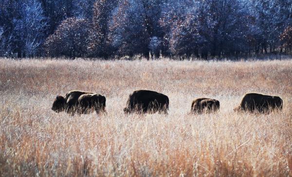 Osage Nation Takes Over Ted Turner Ranch.