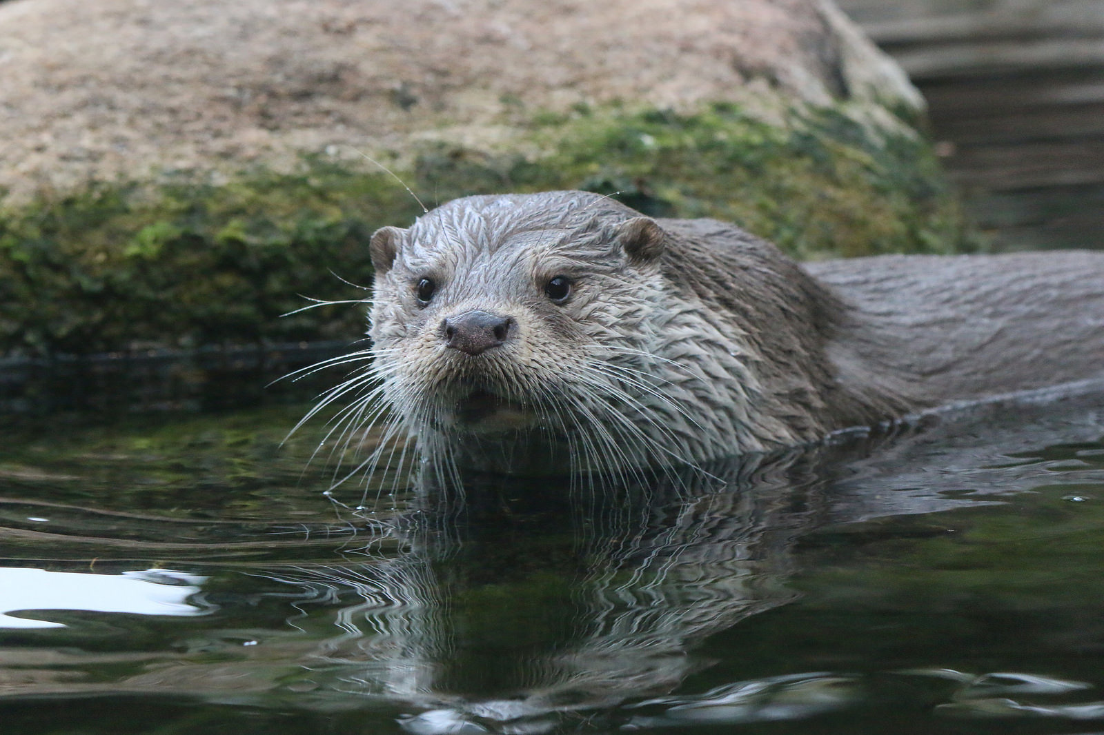 Otter.