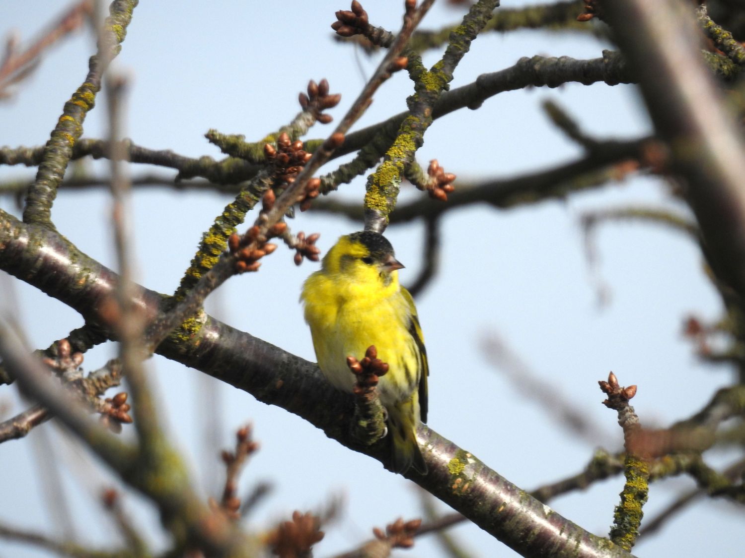 Siskins!
