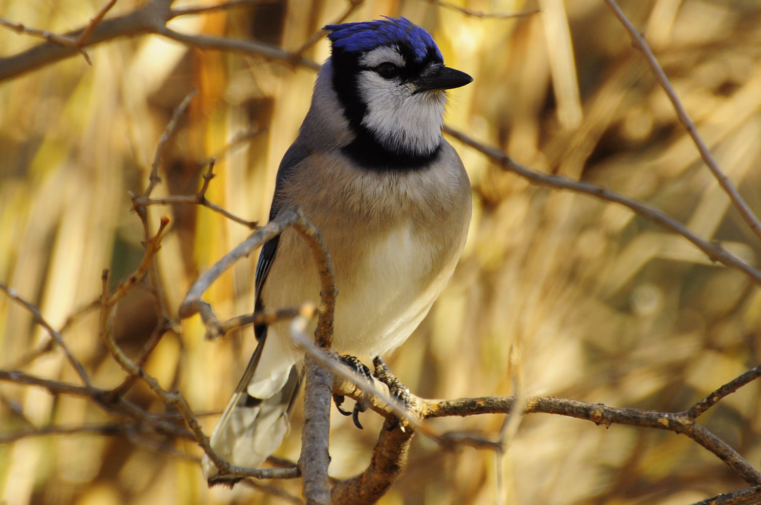 The Daily Bird #319.