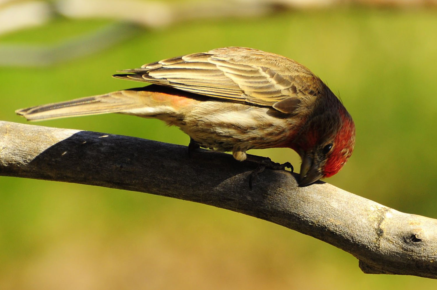 The Daily Bird #324.