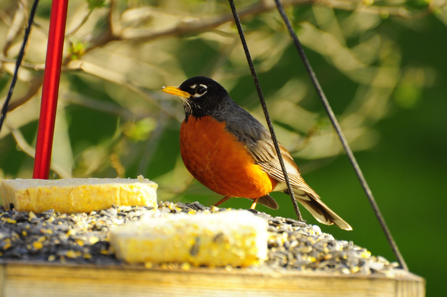The Daily Bird #343.