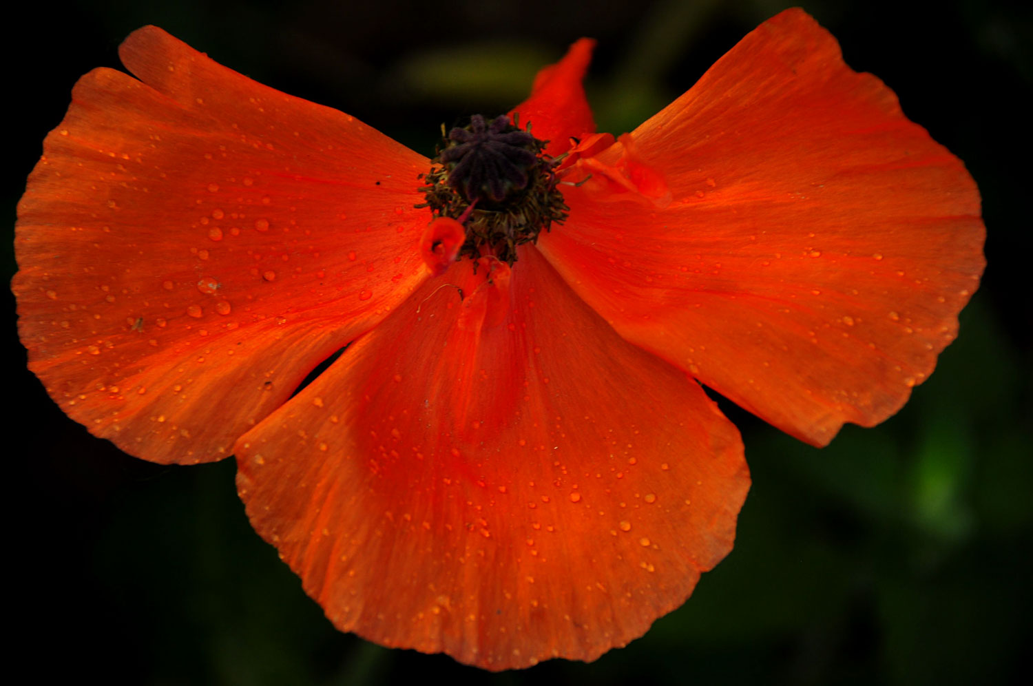 A Slight Rain, Part 2.