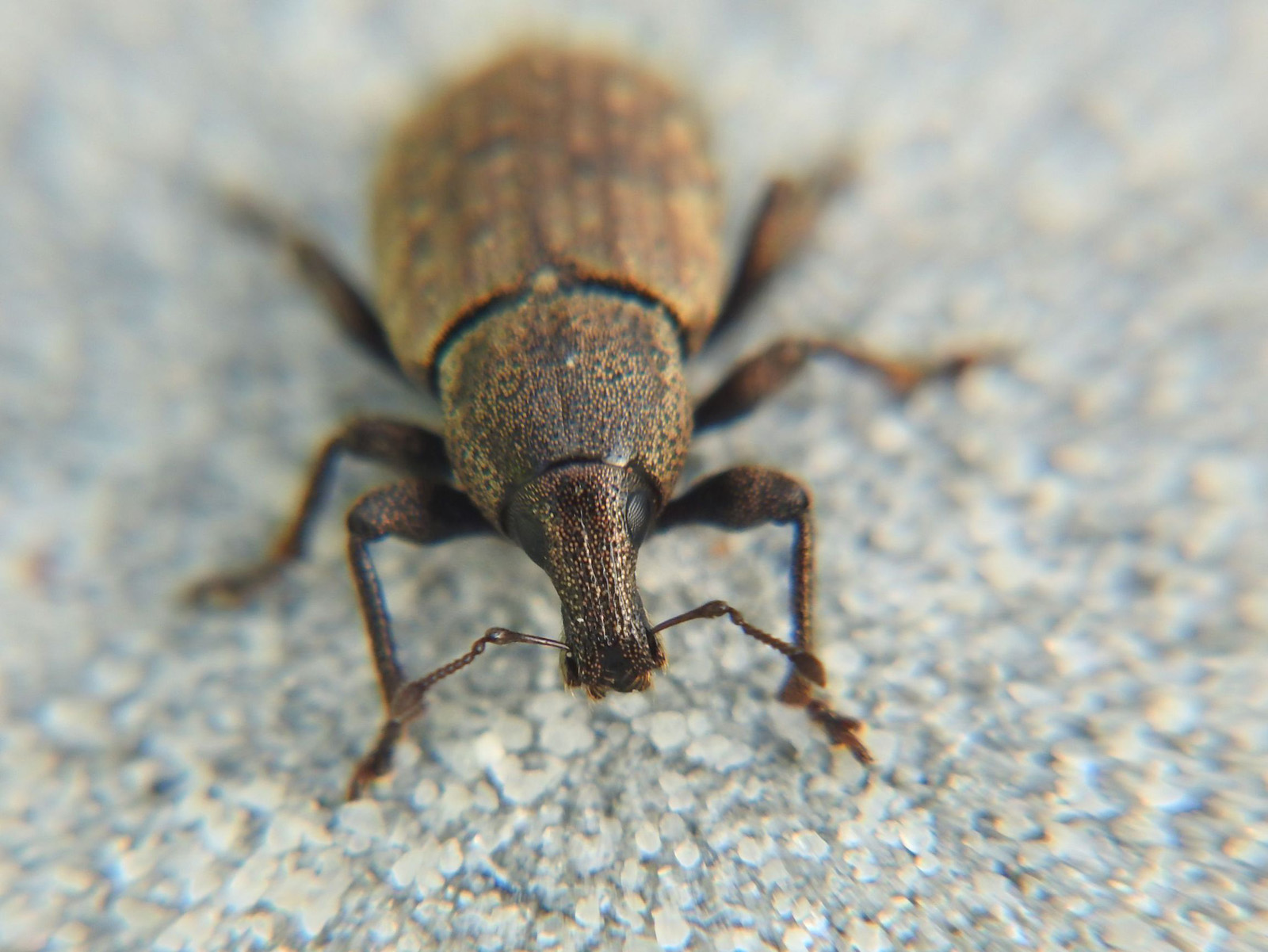 The Bigger of Two Weevils.