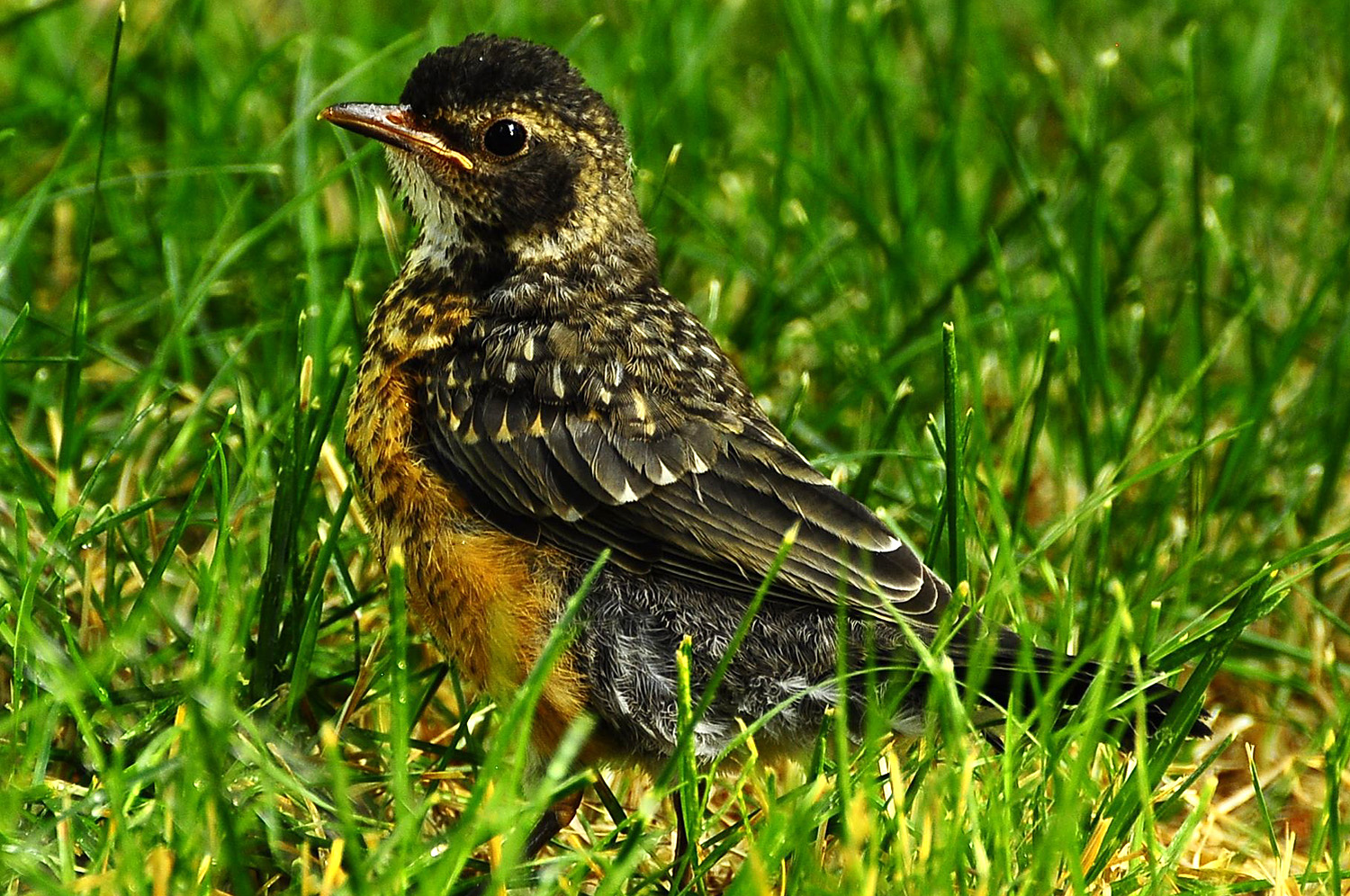 The Daily Bird #417.