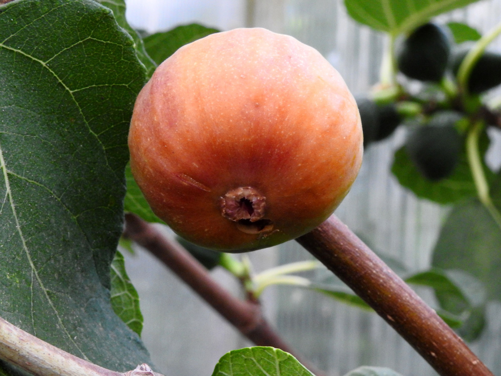 First Fig.