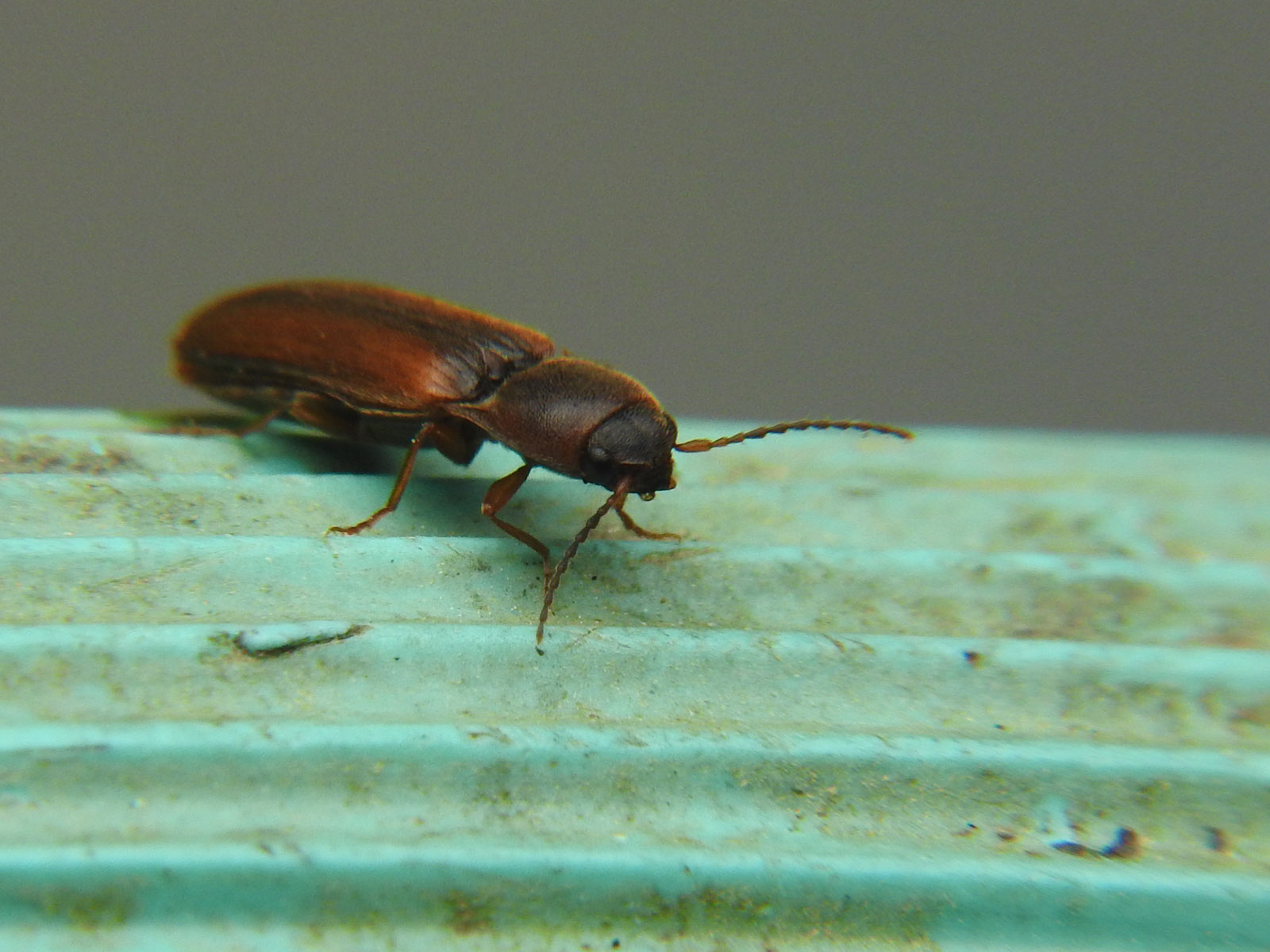Click Beetles.