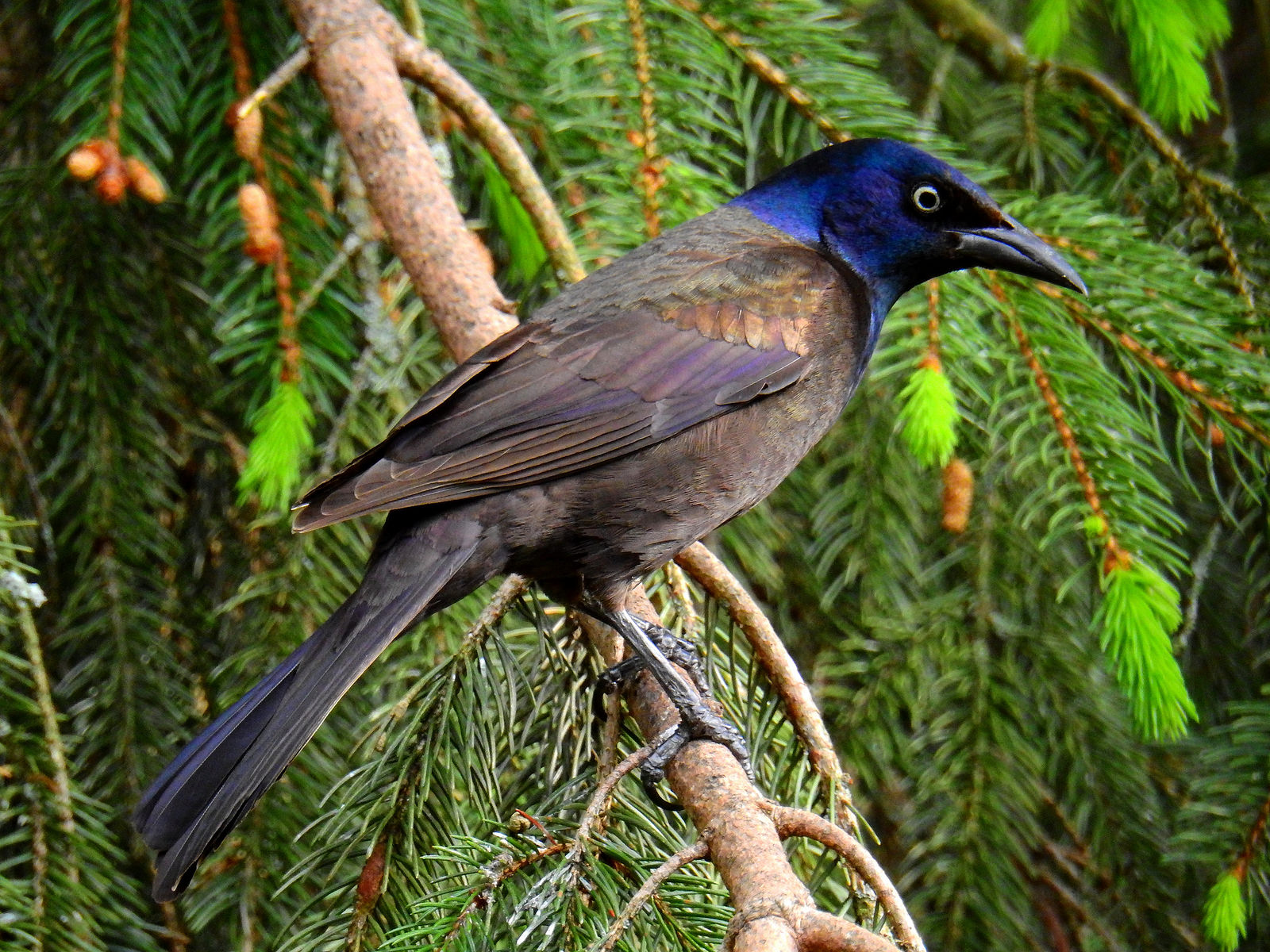 The Daily Bird #476.