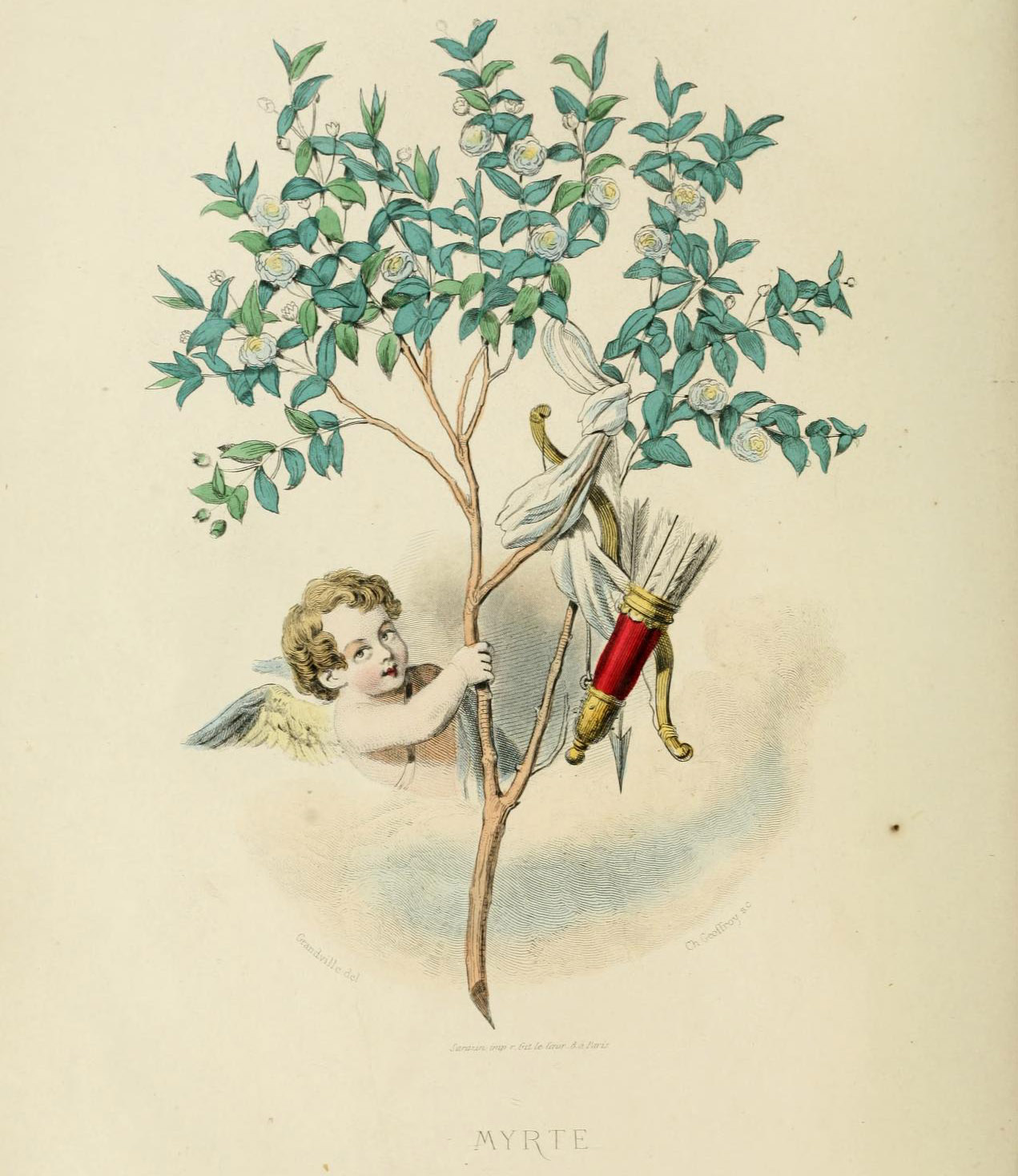 Myrte.