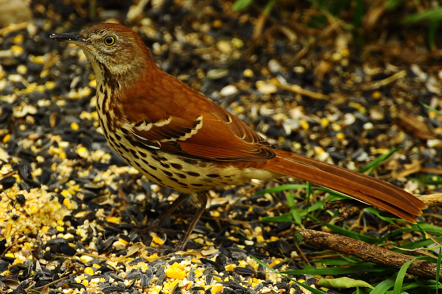 The Daily Bird #468.