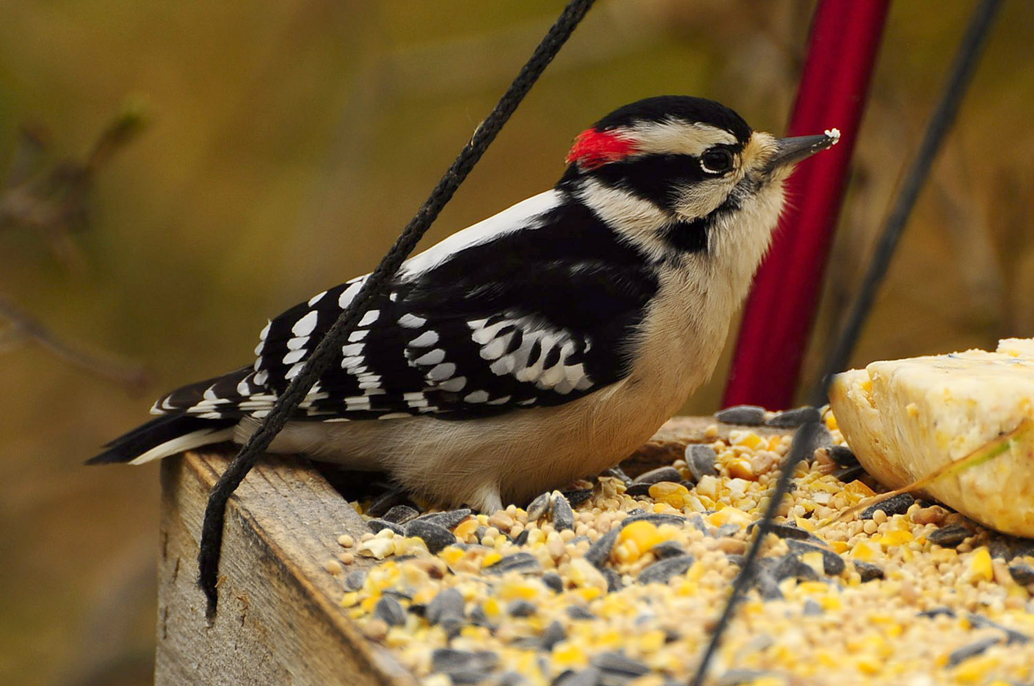 The Daily Bird #523.