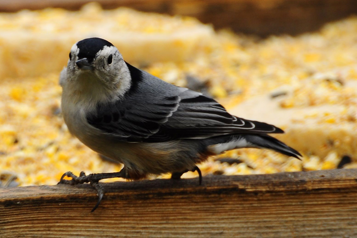 The Daily Bird #527.