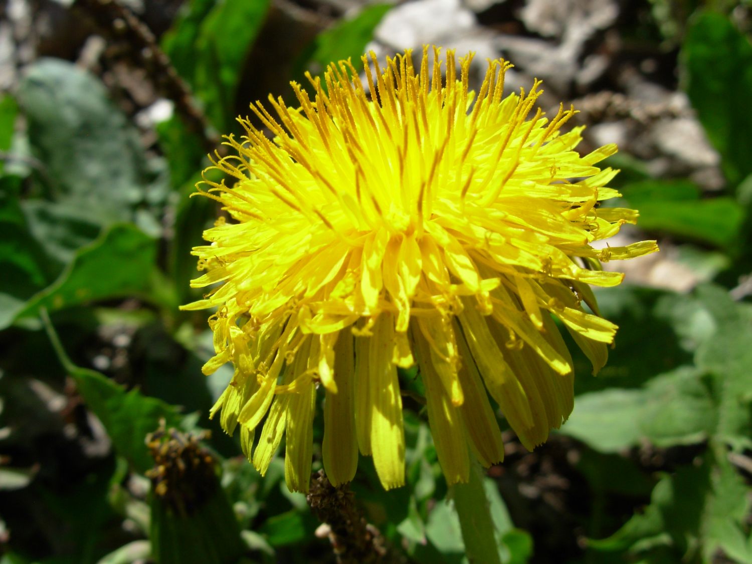 Dandelion.