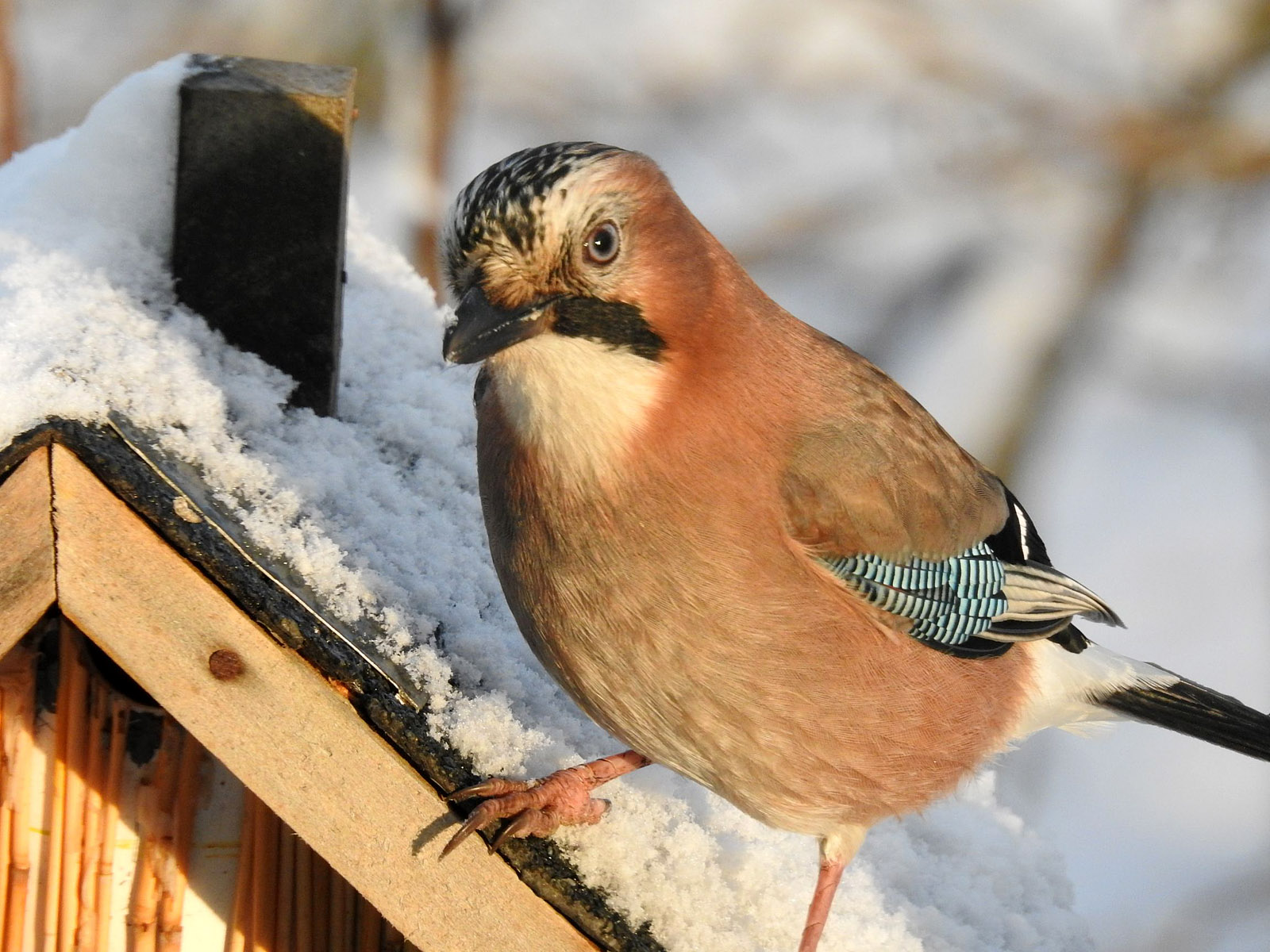 The Daily Bird #537.