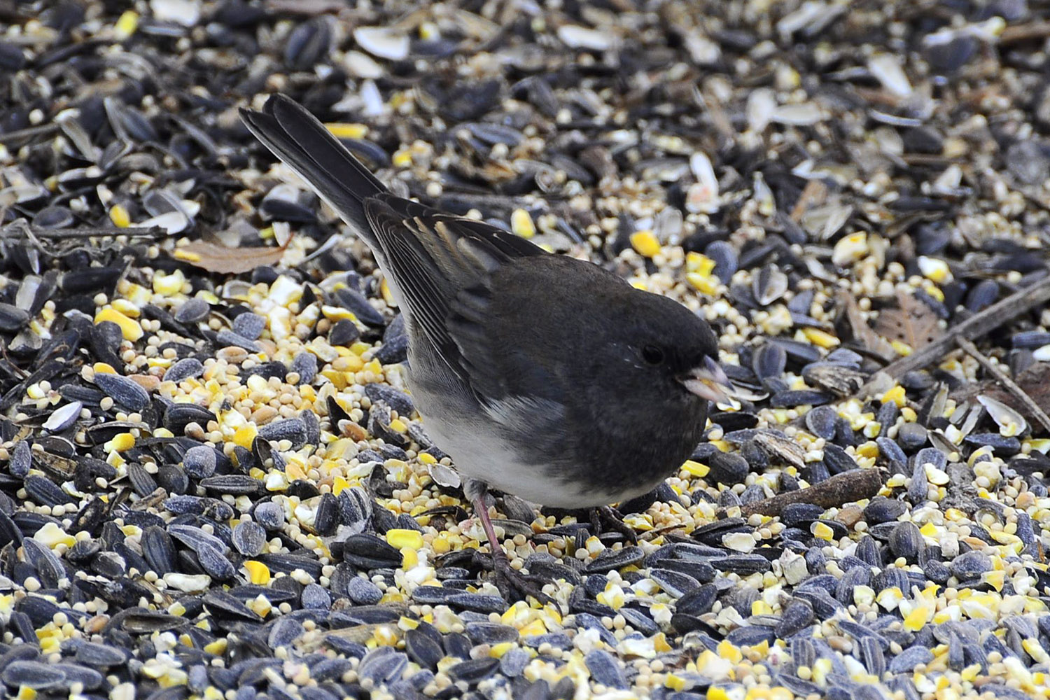 The Daily Bird #530.