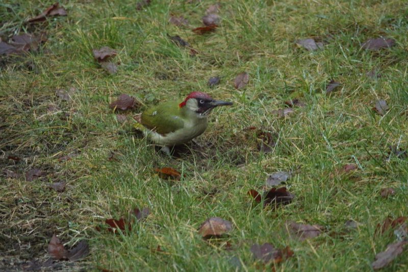 Identifying birds by sound…