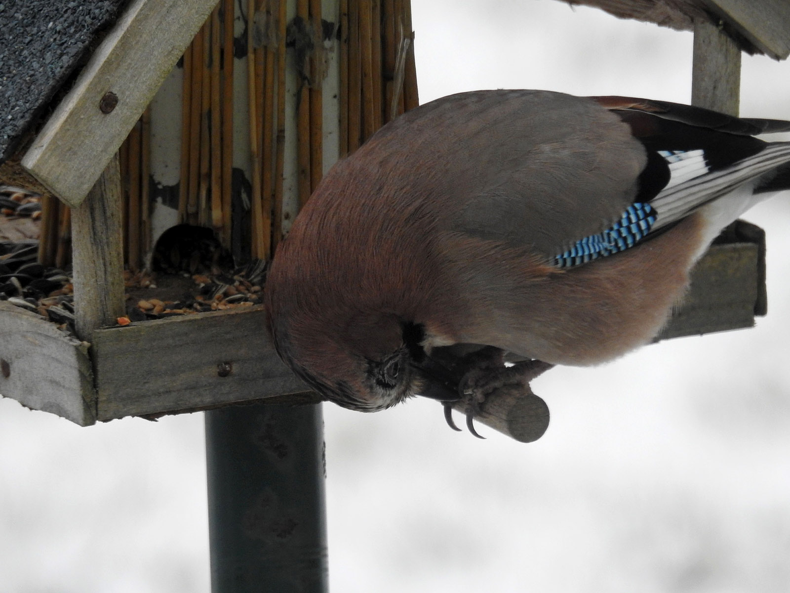 The Daily Bird #566.