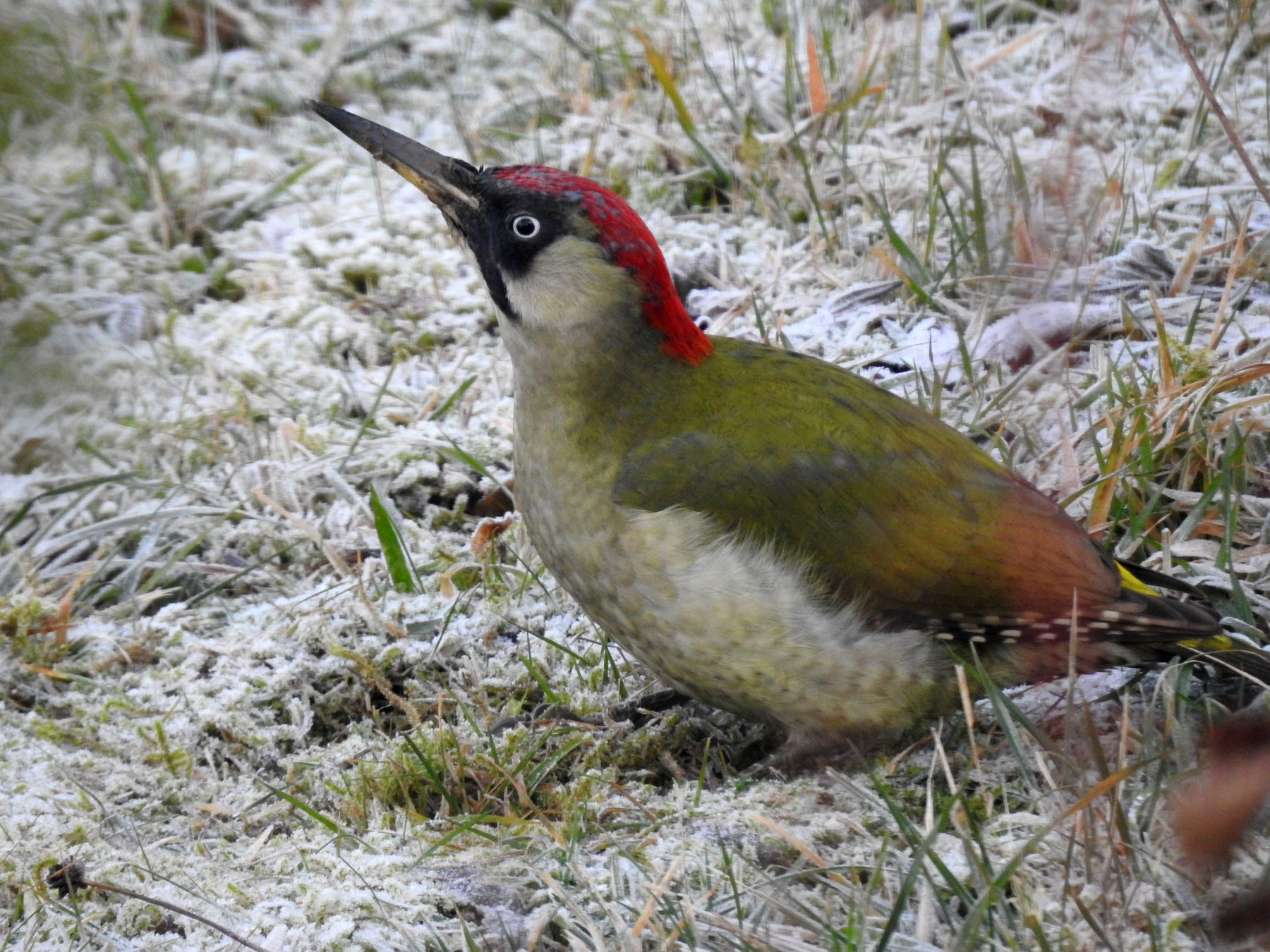 The Daily Bird #571.