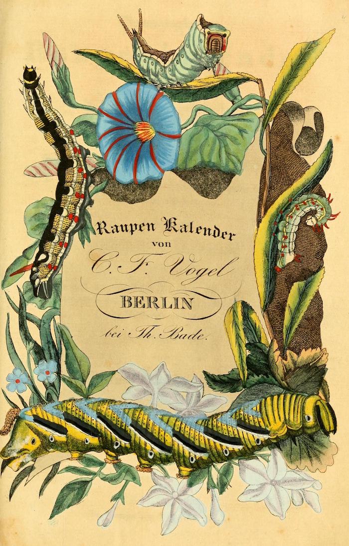 “Caterpillar Calendar” (1837).