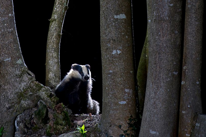 Badger In The Woods.