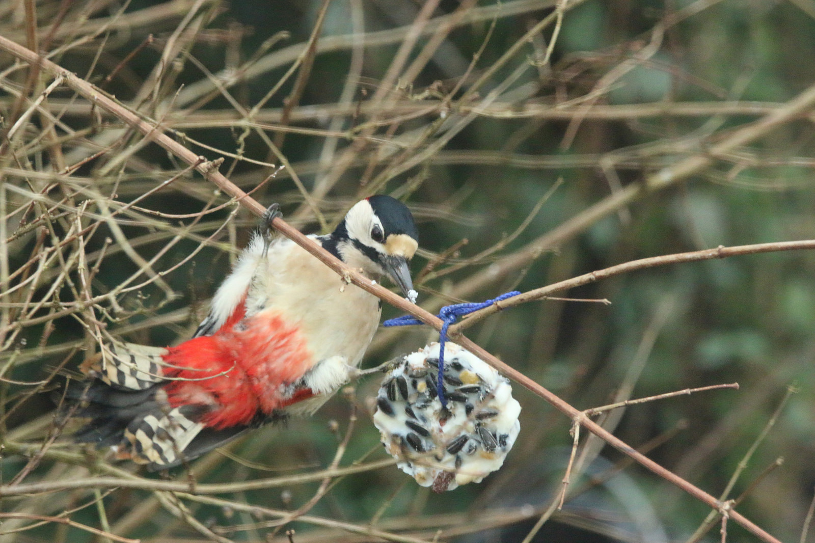 The Daily Bird #612.
