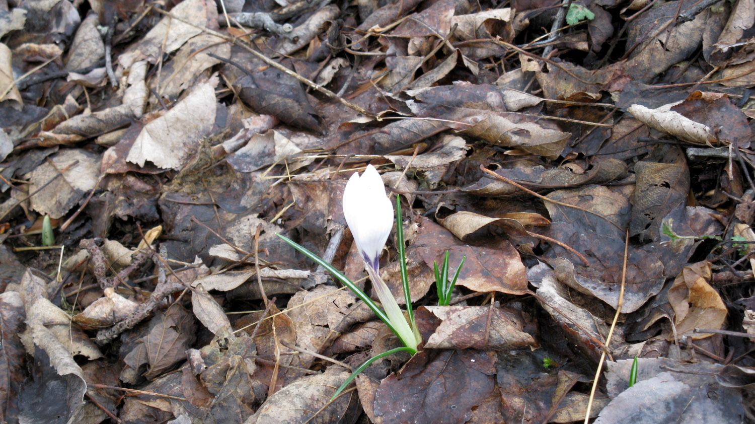 First Crocus.