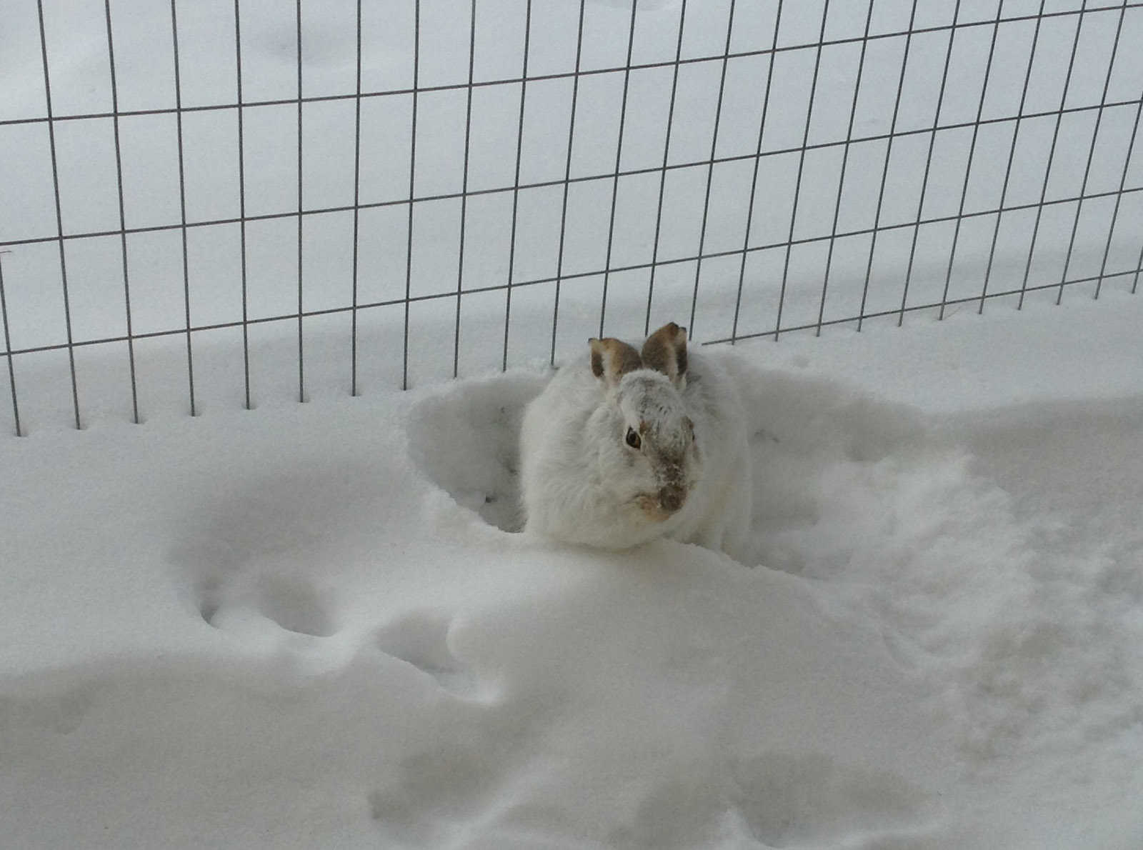White-Tailed Jackrabbit.