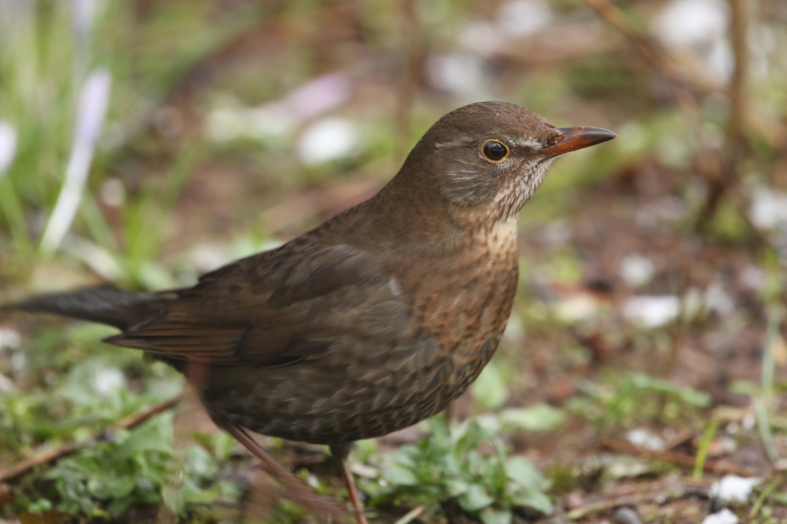 The Daily Bird #658.
