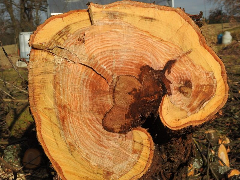 I Cannot Tell a Lie – I Chopped Down The Cherry Tree