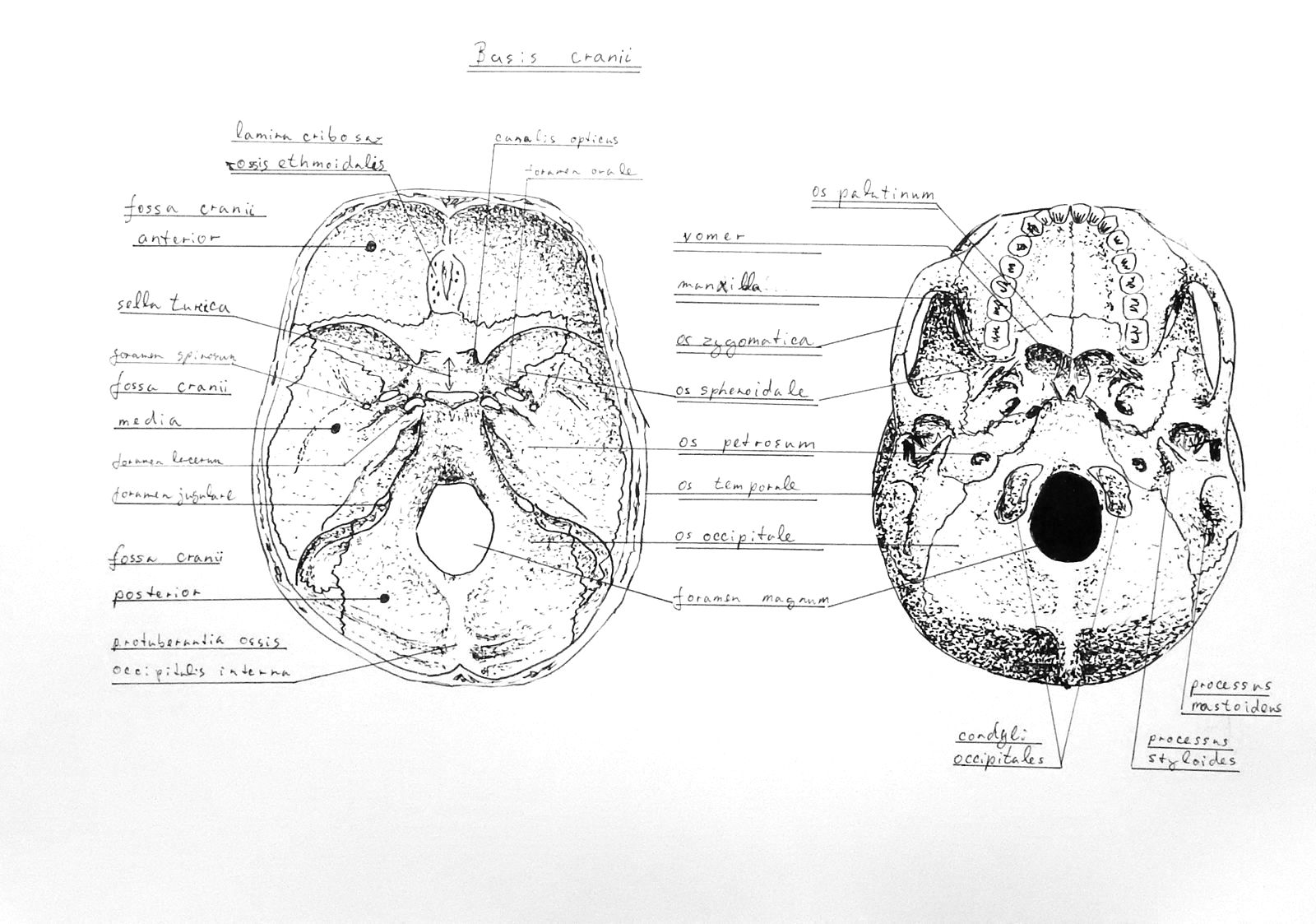 Anatomy Atlas Part 5 – Skull Base
