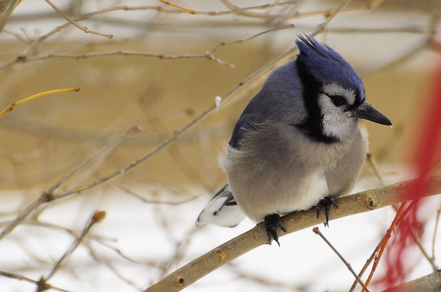 The Daily Bird #668.