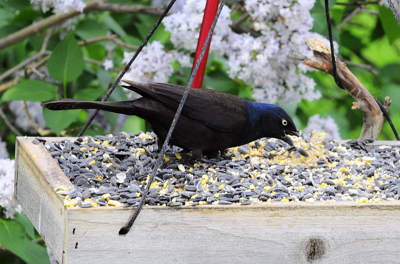 The Daily Bird #720.