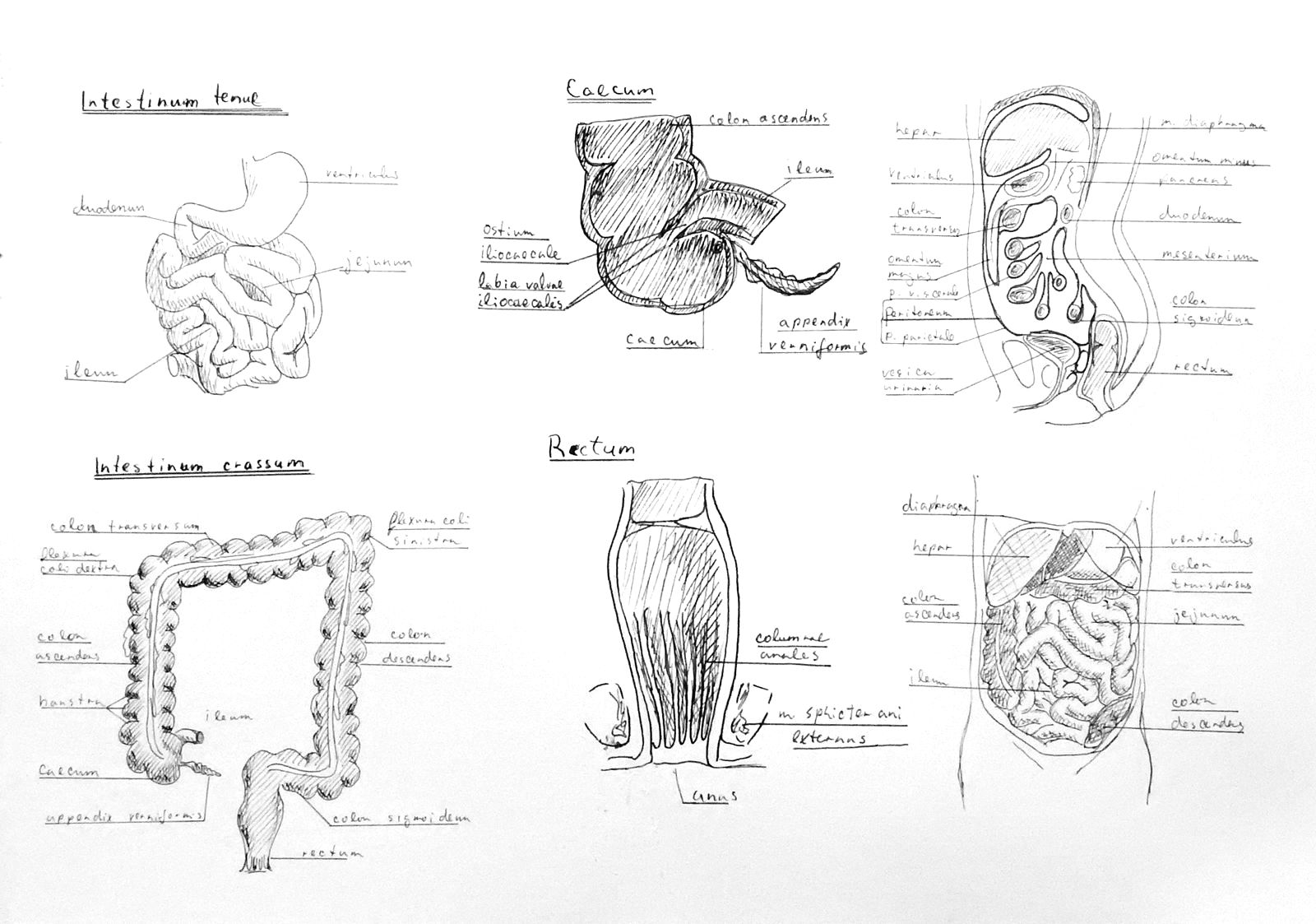 Anatomy Atlas Part 11 – Guts