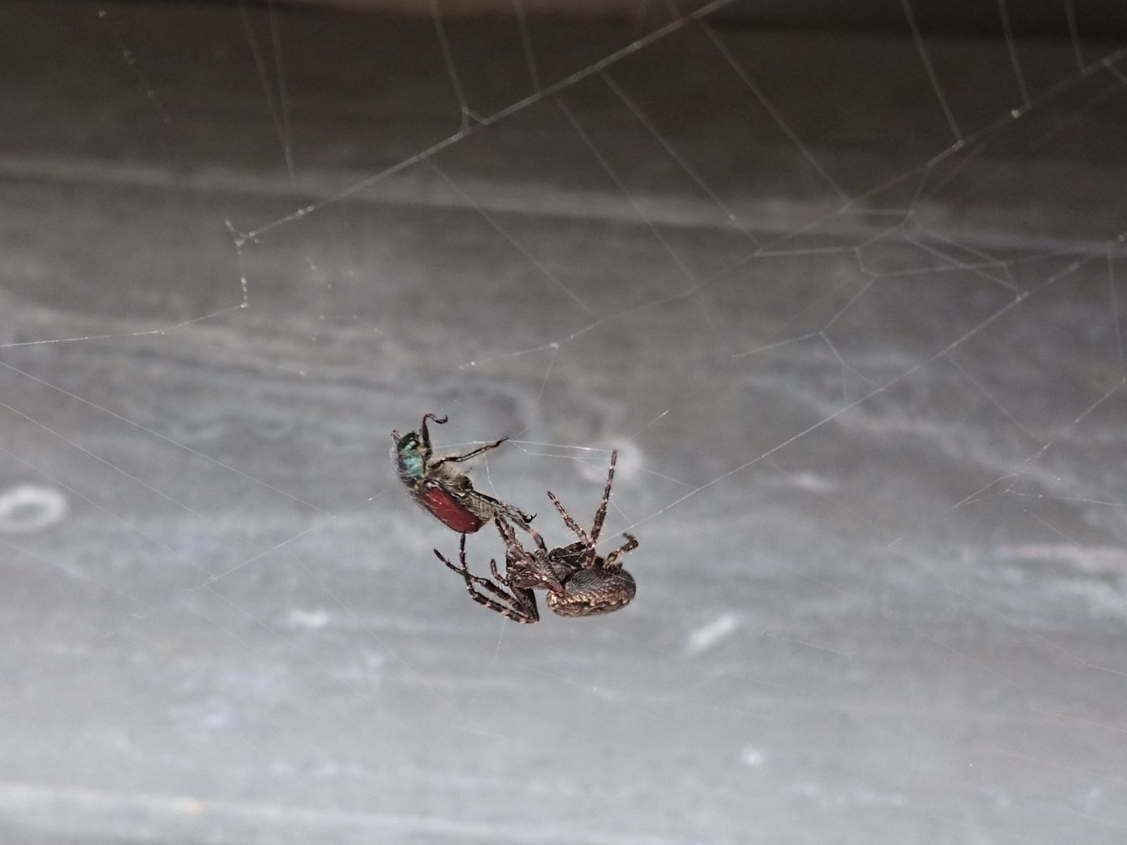 Spider Catching a Beetle in its Web