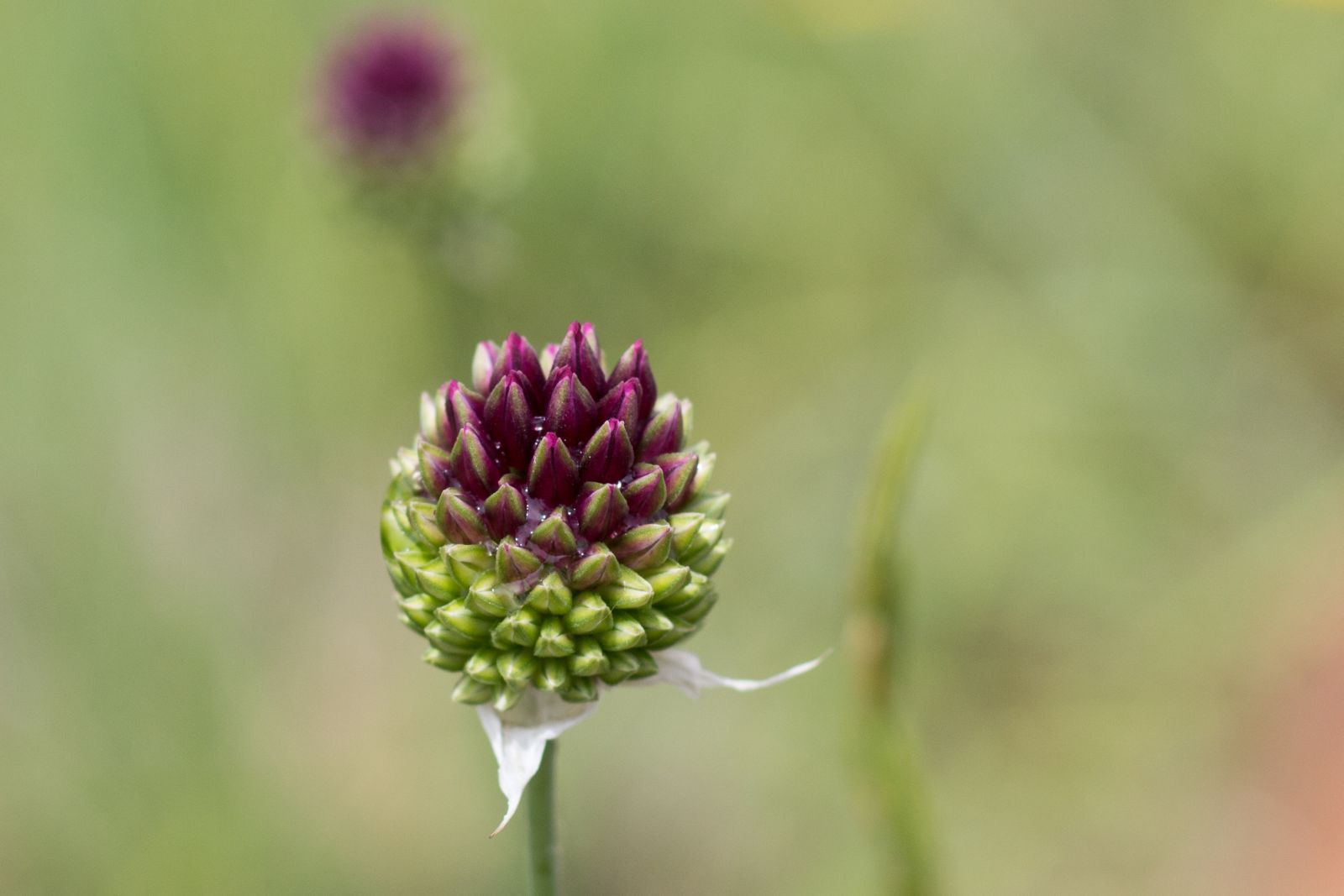 Reddish Wild Chives.
