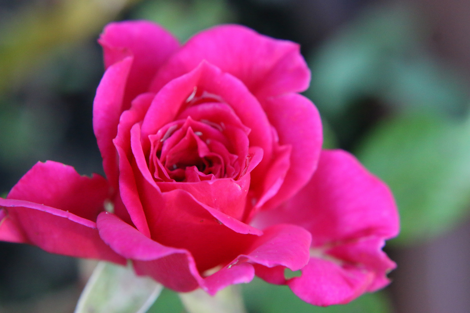 Flora & Fauna, Part 9.