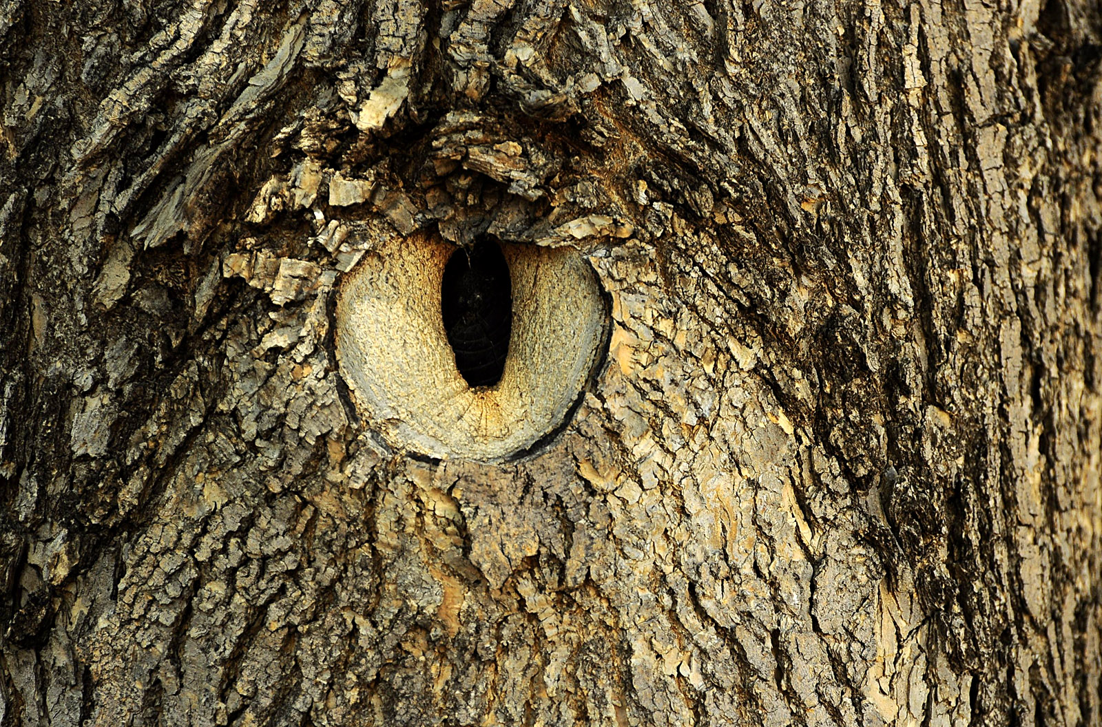 Eye of Elm.
