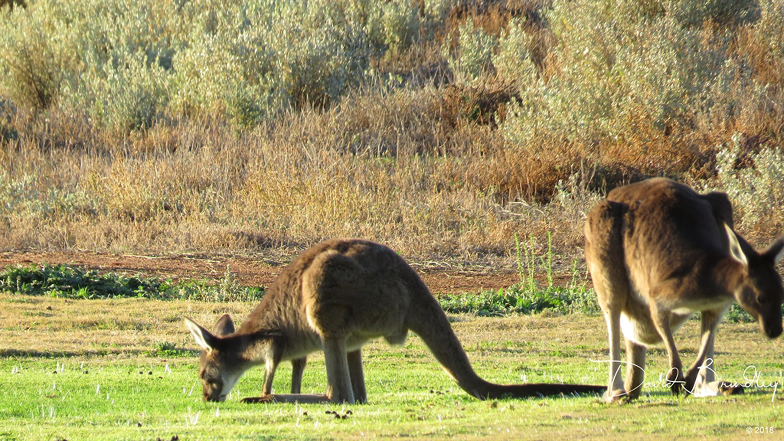 Kangas.
