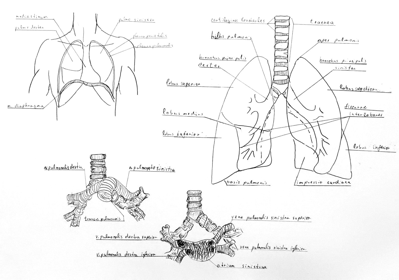 Anatomy Atlas Part 20 – Lungs