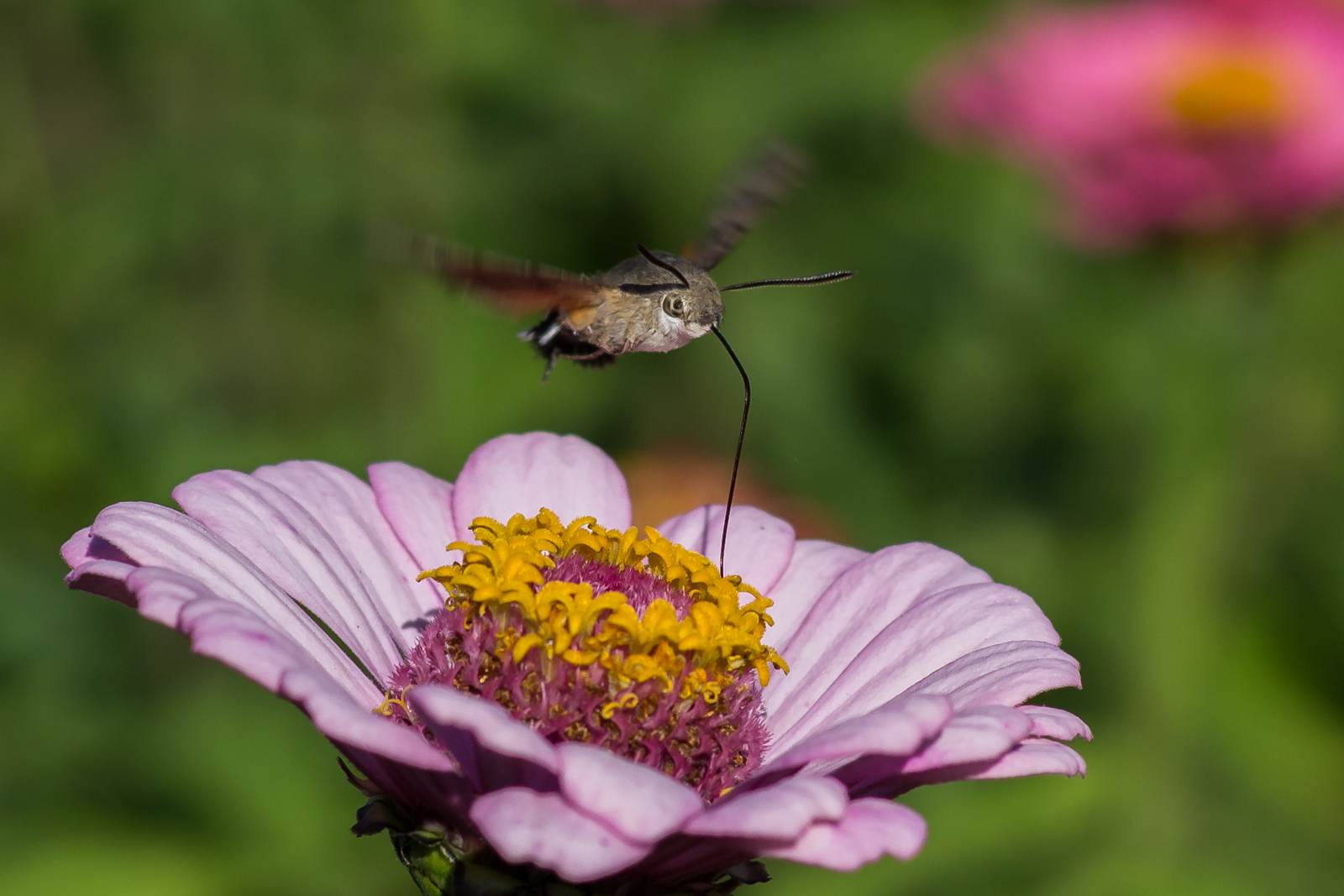 Pollination Party – Moths 1