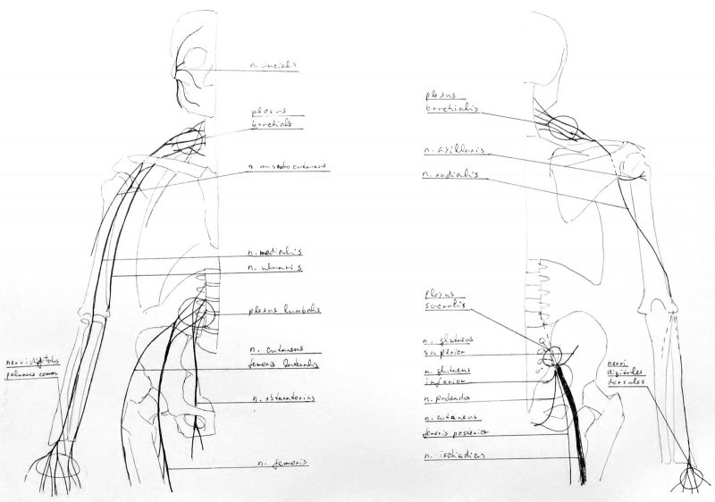 Anatomy Atlas – Part 24 – Nerves