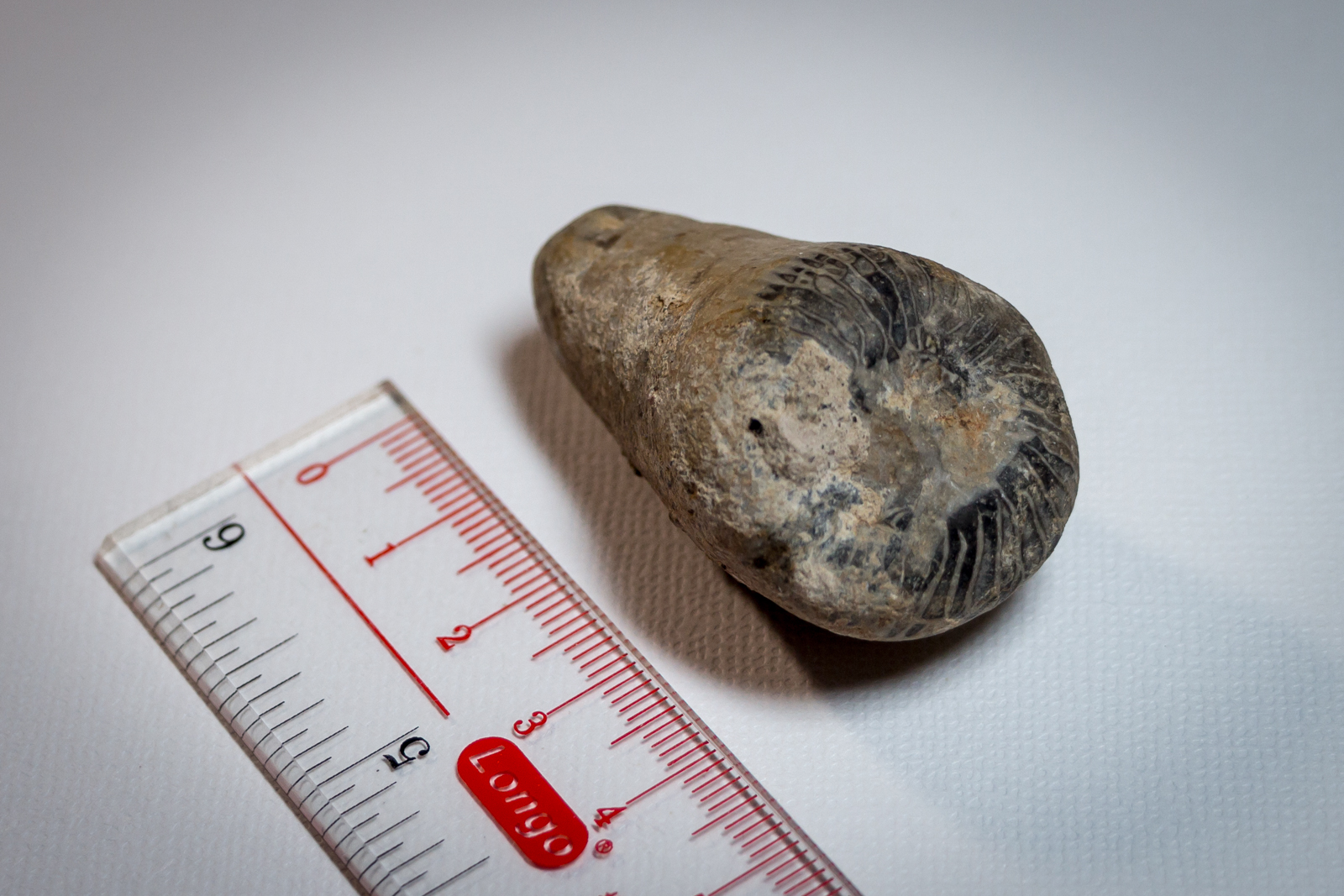 Mystery Fossil Identified