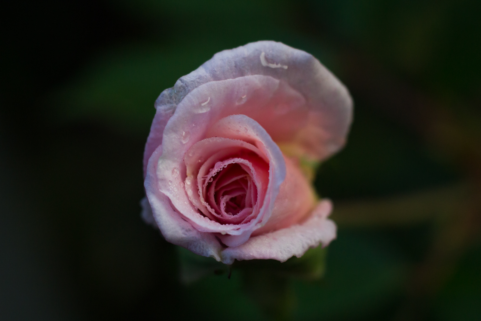A December Rose for Christmas
