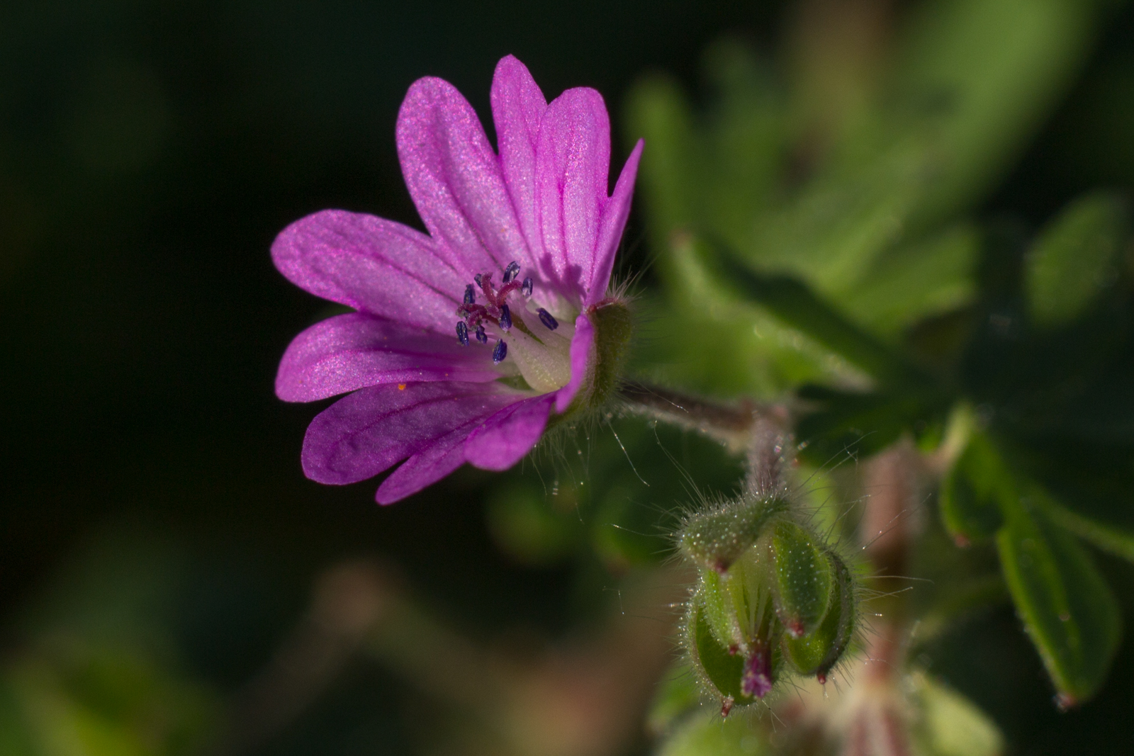 Portuguese Geranium in winter