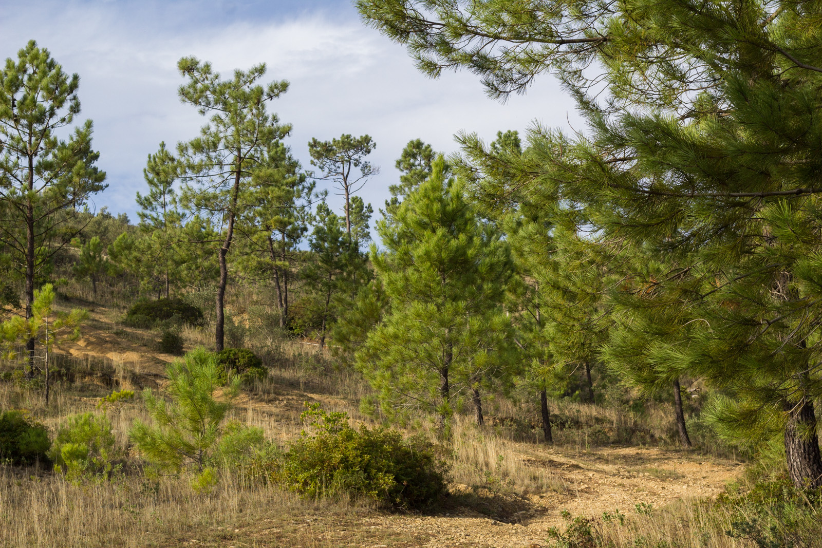 Surrounded by Rocks: An Exploration Series, Introduction and Chapter 1