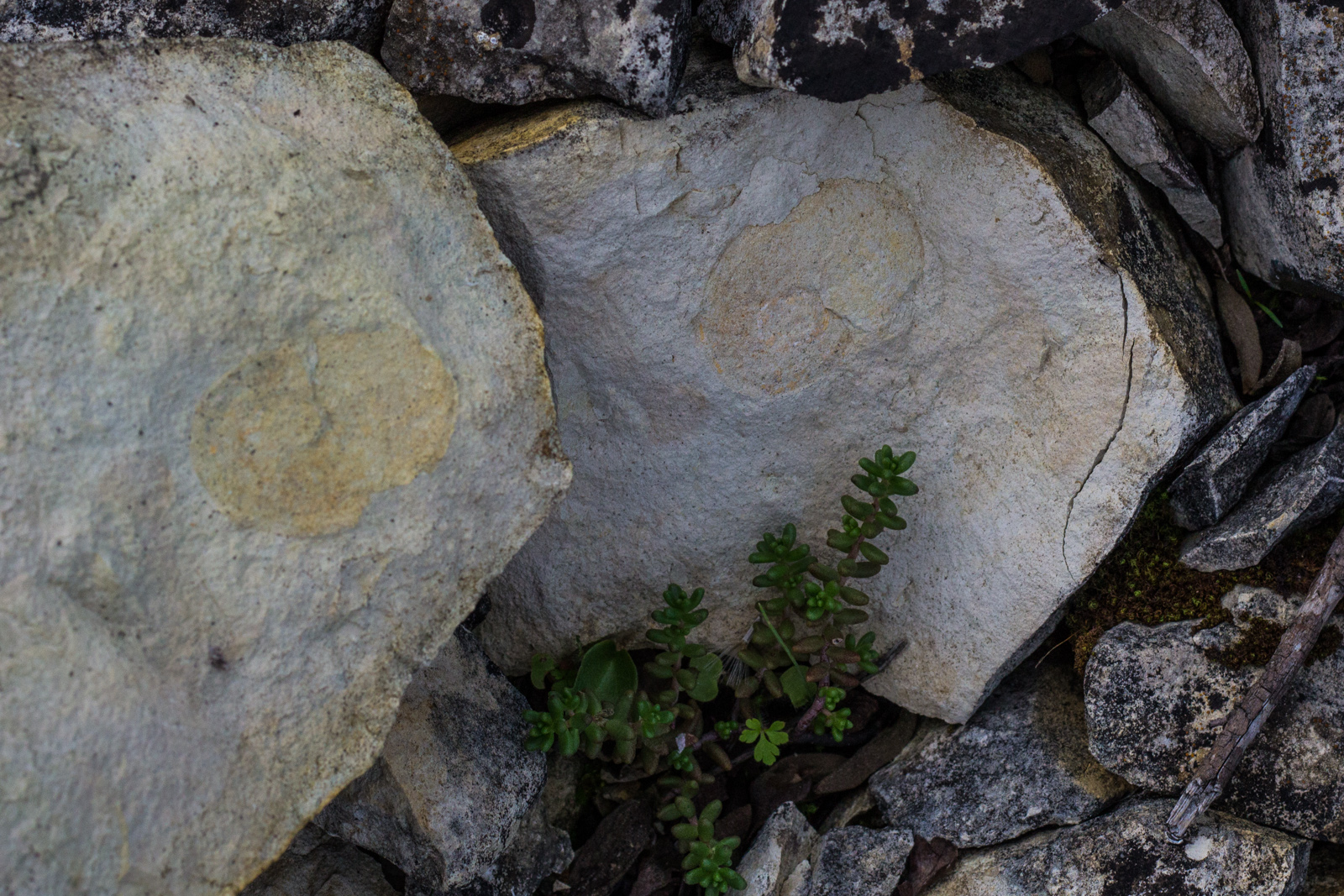 Surrounded by Rocks: An Exploration Series, Chapter 3