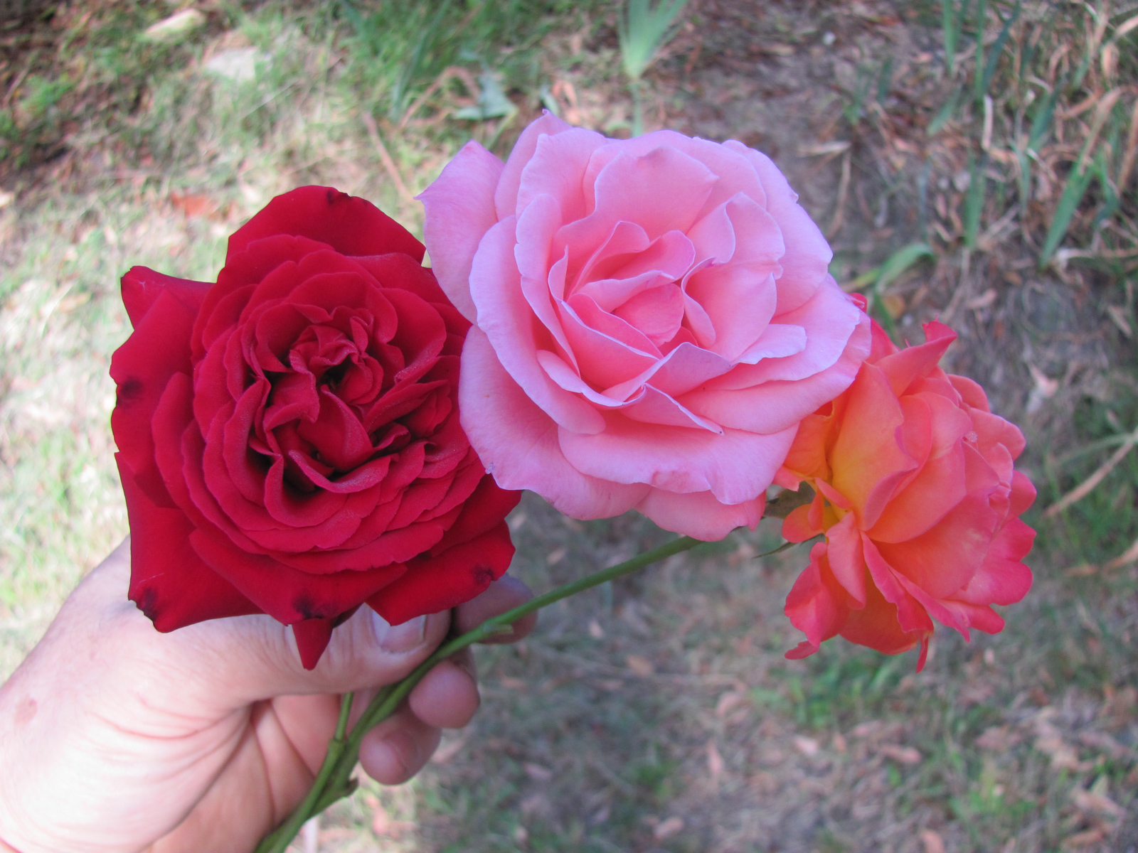 A Trio of Summer Roses
